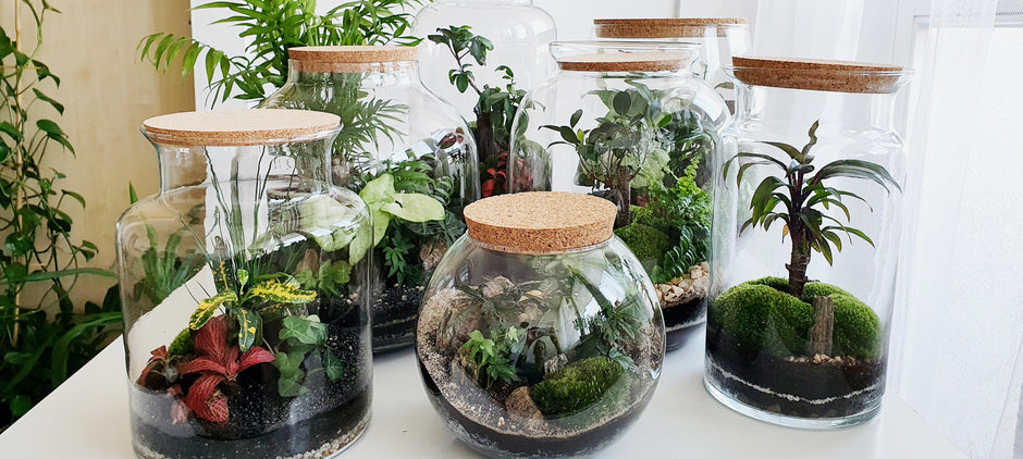 The Tower - Elegant XL Glass Terrarium Kit with Cork Lid, Plants ...