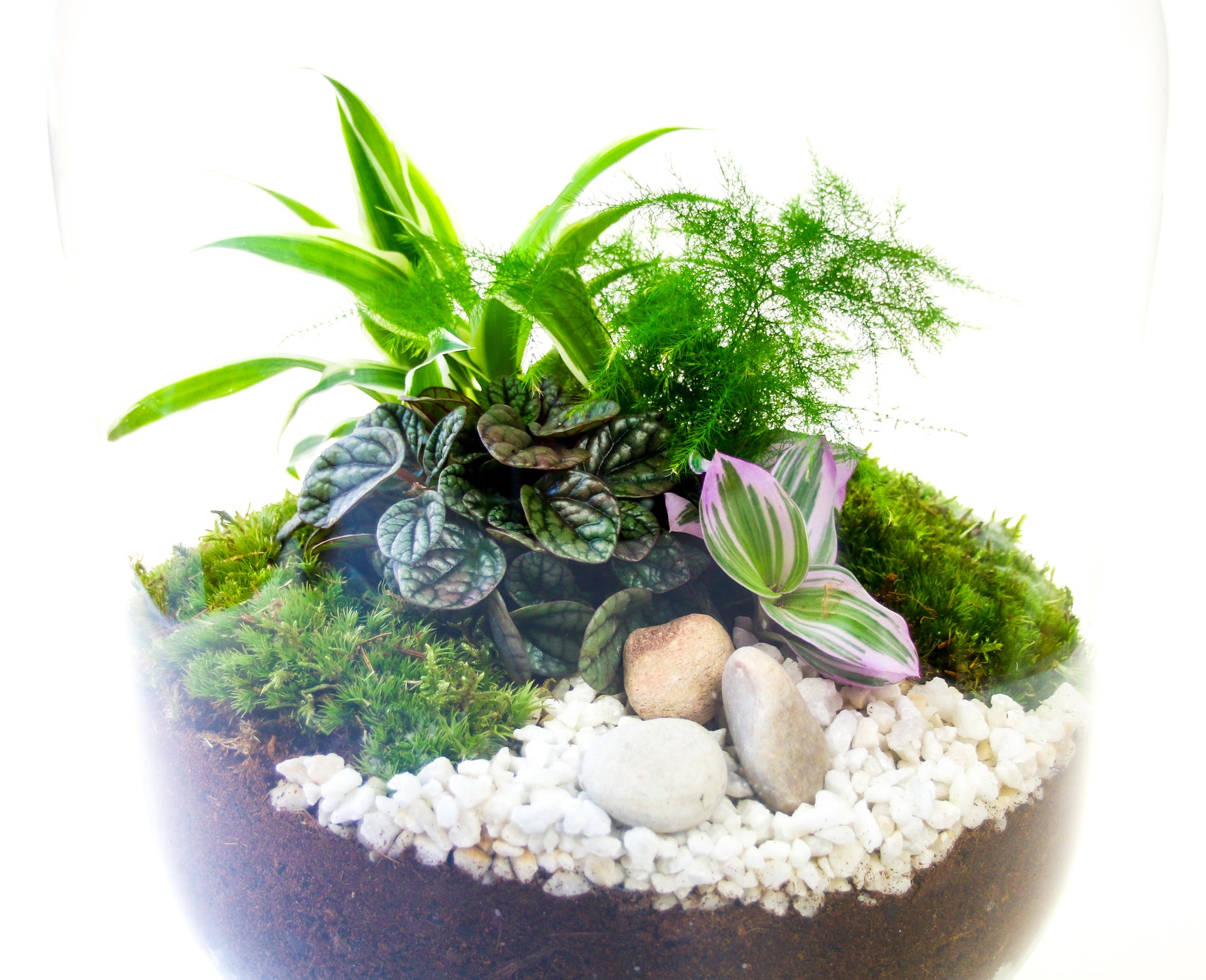 Elegant XL Glass Terrarium Kit with Cork Lid with Plants, Bottle Garden ...