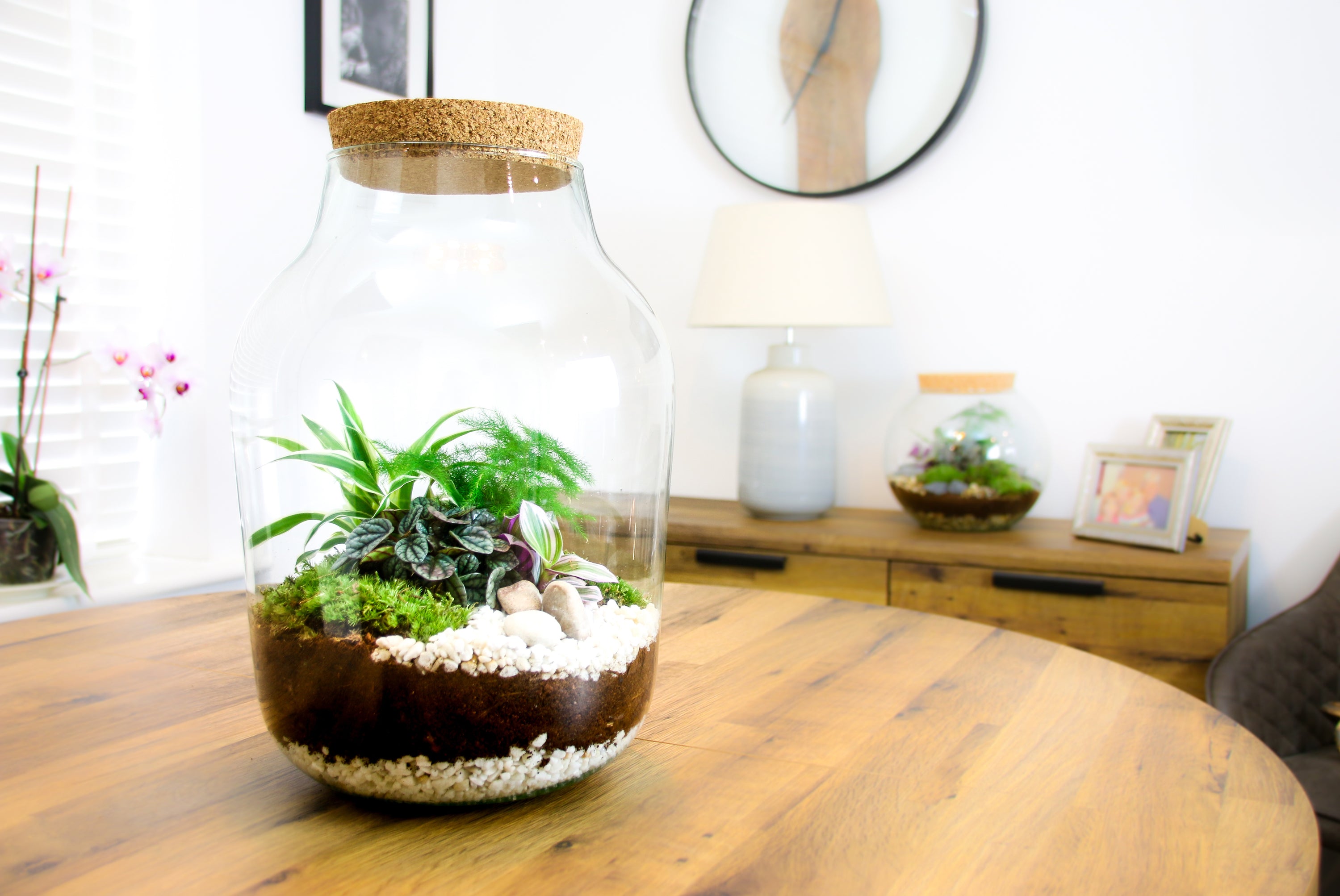 Elegant XL Glass Terrarium Kit with Cork Lid with Plants, Bottle Garden ...