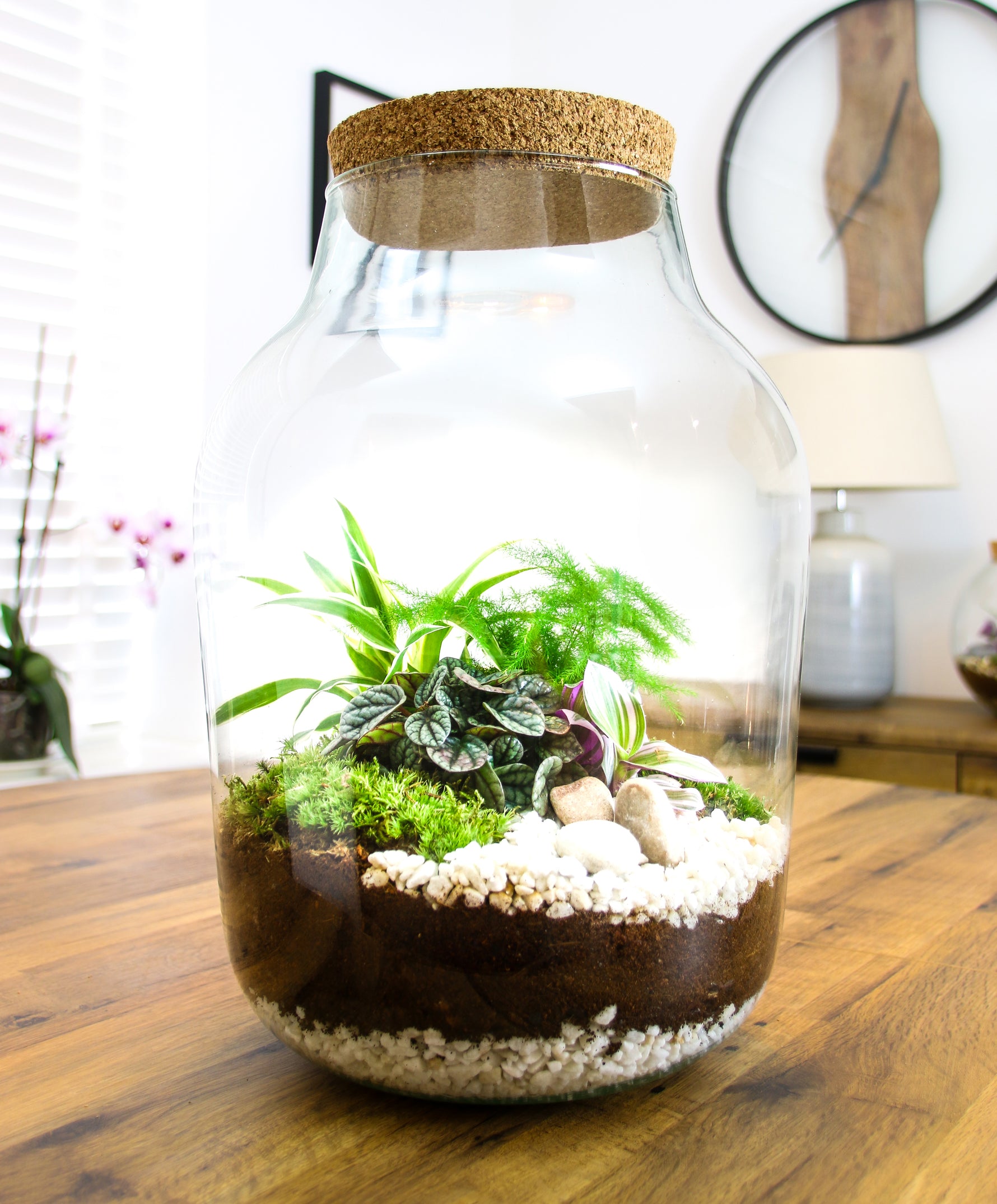 Elegant XL Glass Terrarium Kit with Cork Lid with Plants, Bottle Garden ...