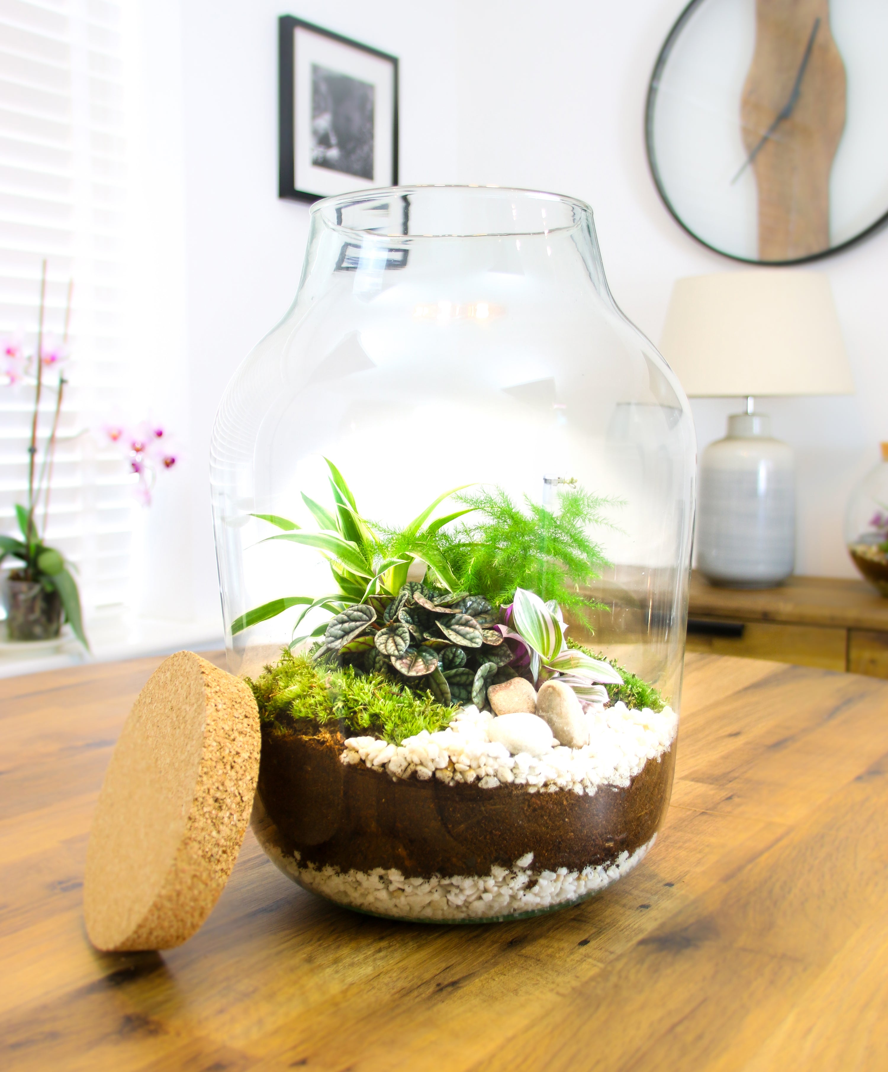 Elegant XL Glass Terrarium Kit with Cork Lid with Plants, Bottle Garden ...