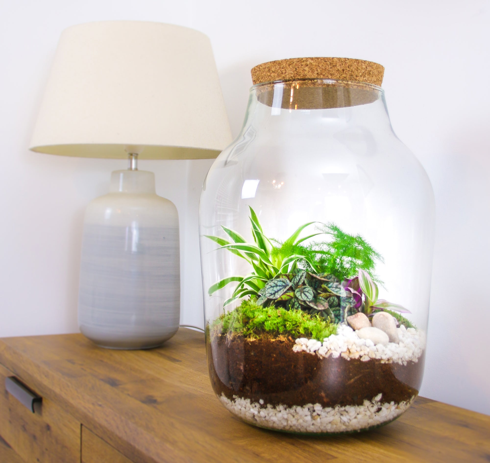 Elegant XL Glass Terrarium Kit with Cork Lid with Plants, Bottle Garden ...