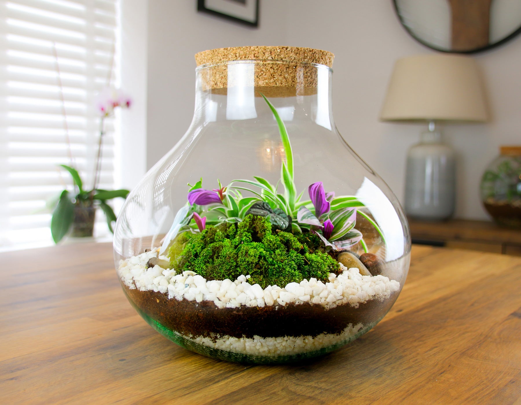 The Curva - Large Curvy Glass Terrarium Kit with Cork Lid with Plants ...