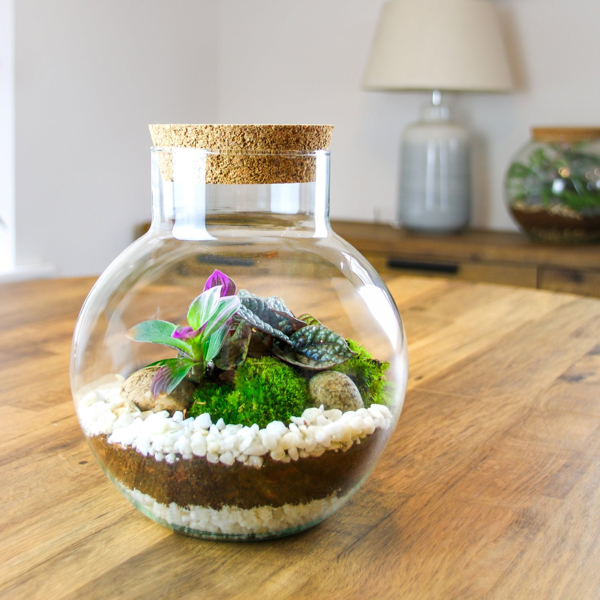 Small 4 Litre Curvy Corked Terrarium Kit with Real Plants, Moss ...