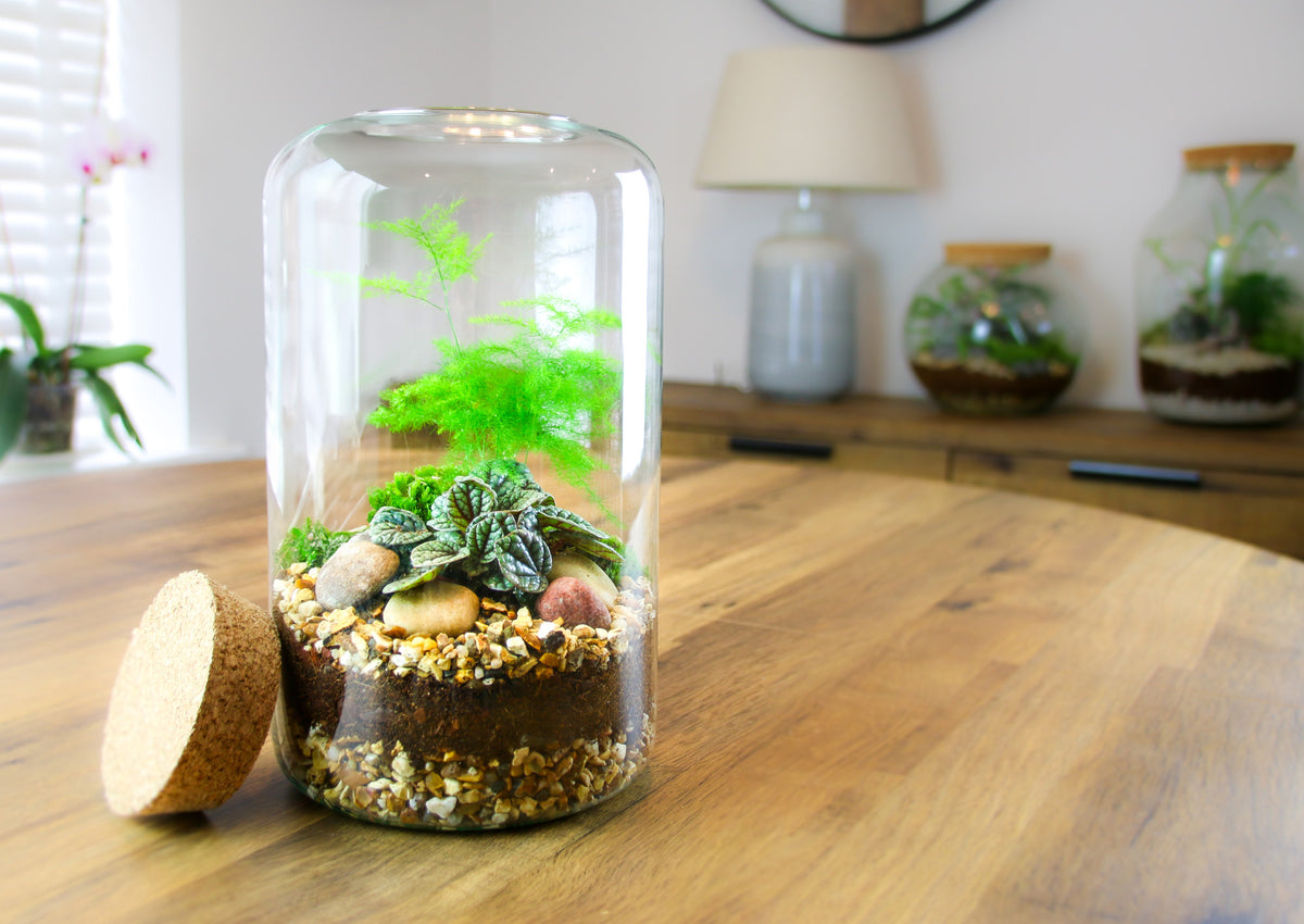 The Capsule - Tall & Slim Closed Glass Terrarium Kit gift idea – The ...