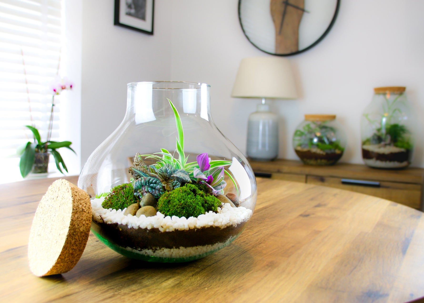 Large Curvy Glass Terrarium Kit with Cork Lid with Plants, Bottle ...