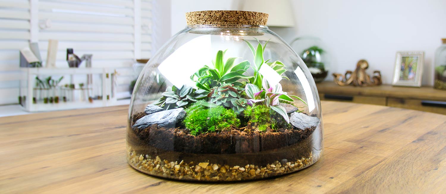 Extra Large Contemporary Glass Terrarium with Living Succulents & Cact ...