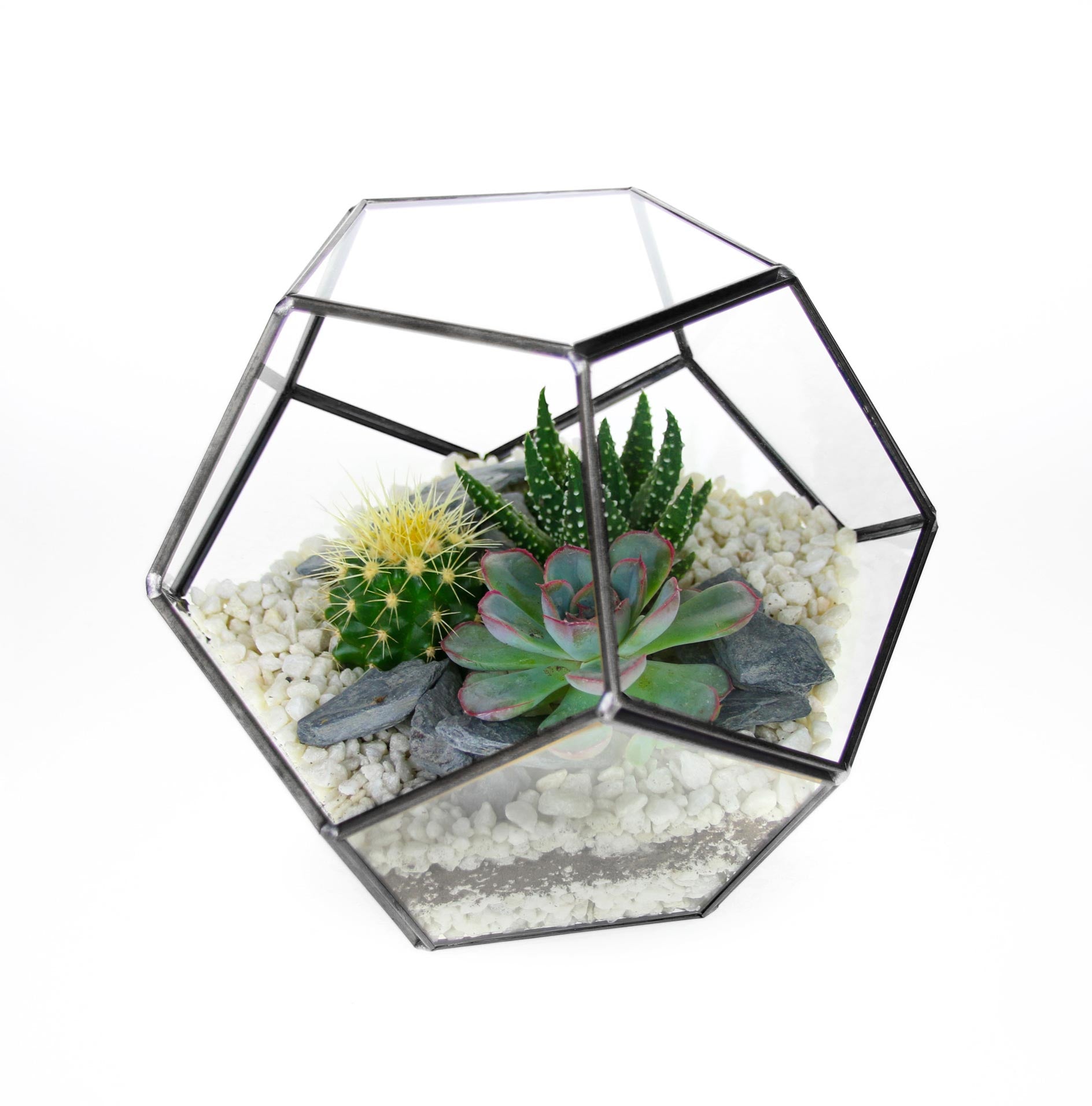 Mother's Day Special Geo Ball Terrarium with Cactus, Succulent Plants ...