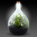 Solar Powered Cork Light for Terrarium Bottles – The Art of Succulents