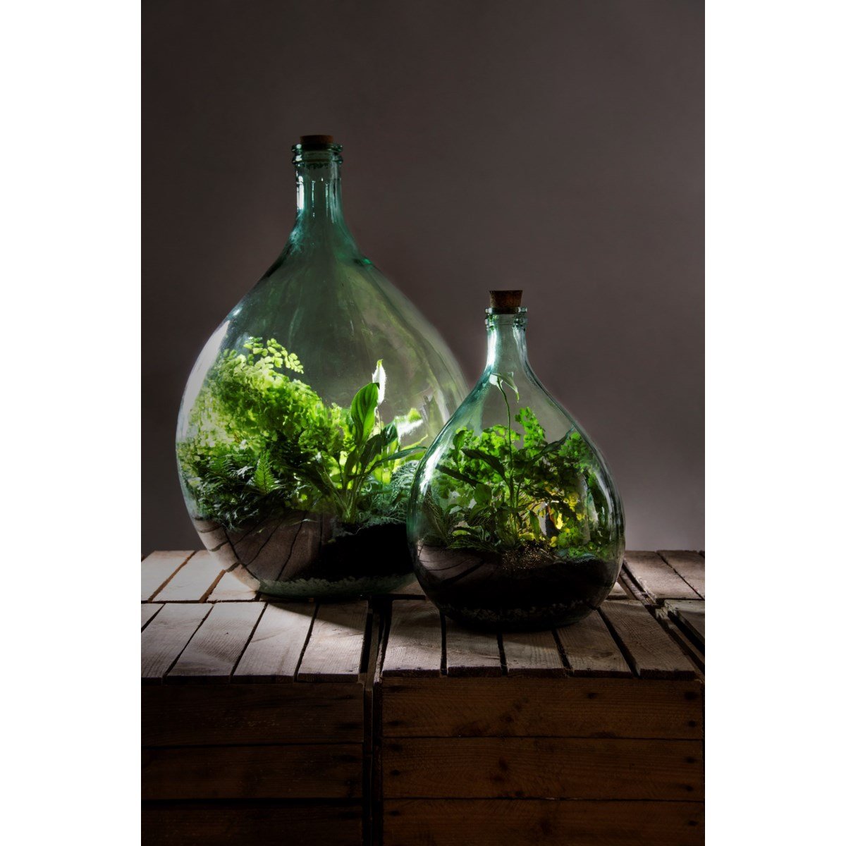 Traditional Closed Terrarium 5 litre bottle for indoor plant ecosystem ...