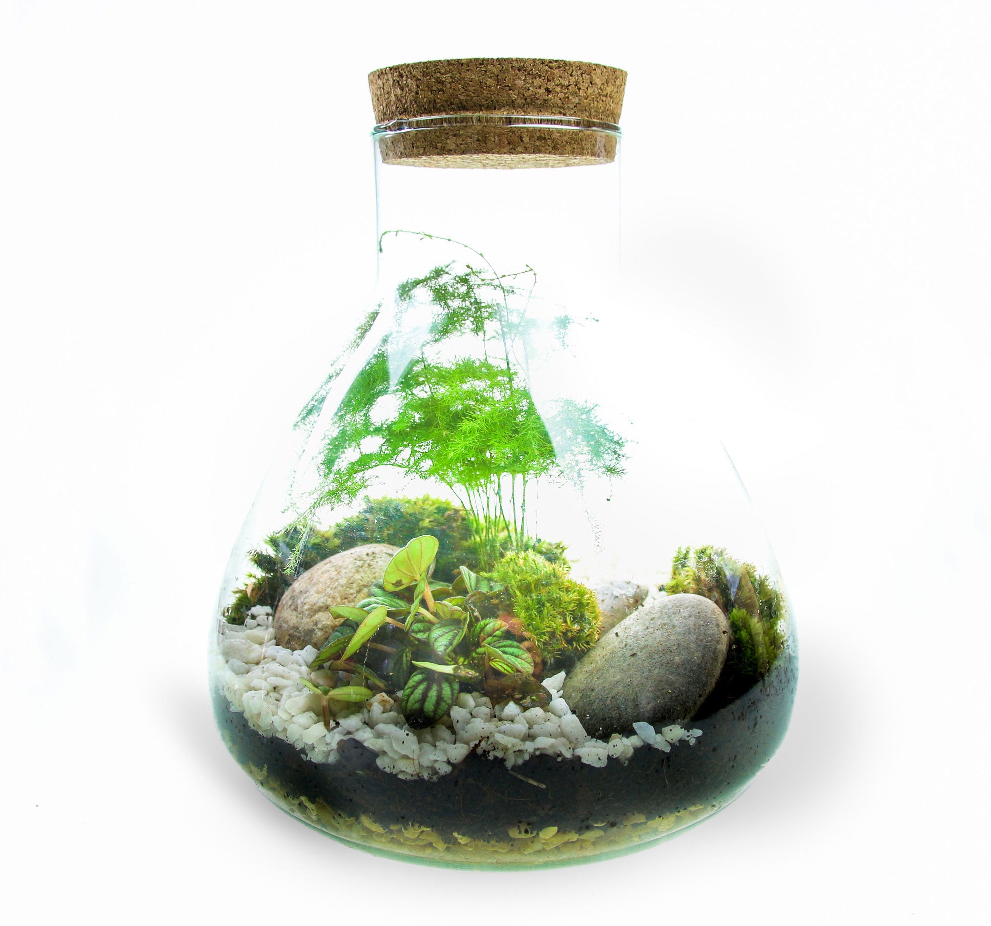5L Medium Angular Glass Bottle Closed Terrarium Kit with Living Moss ...