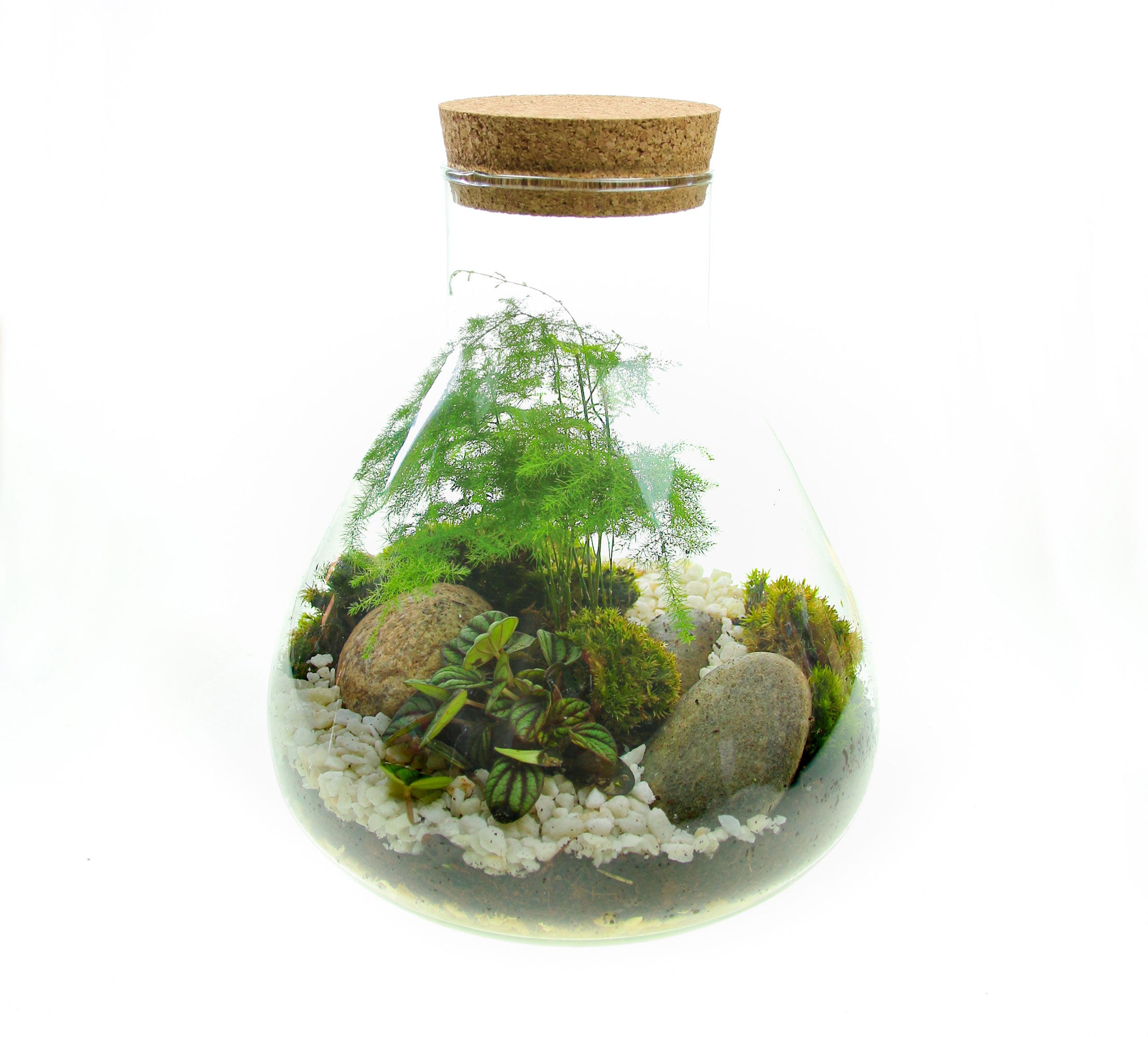 5L Medium Angular Glass Bottle Closed Terrarium Kit with Living Moss ...