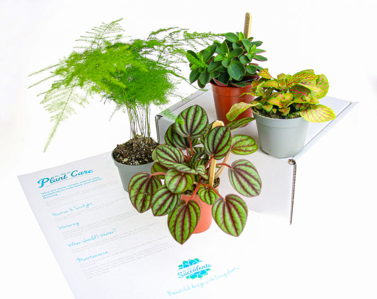 Indoor Plant Selection Boxes – The Art of Succulents