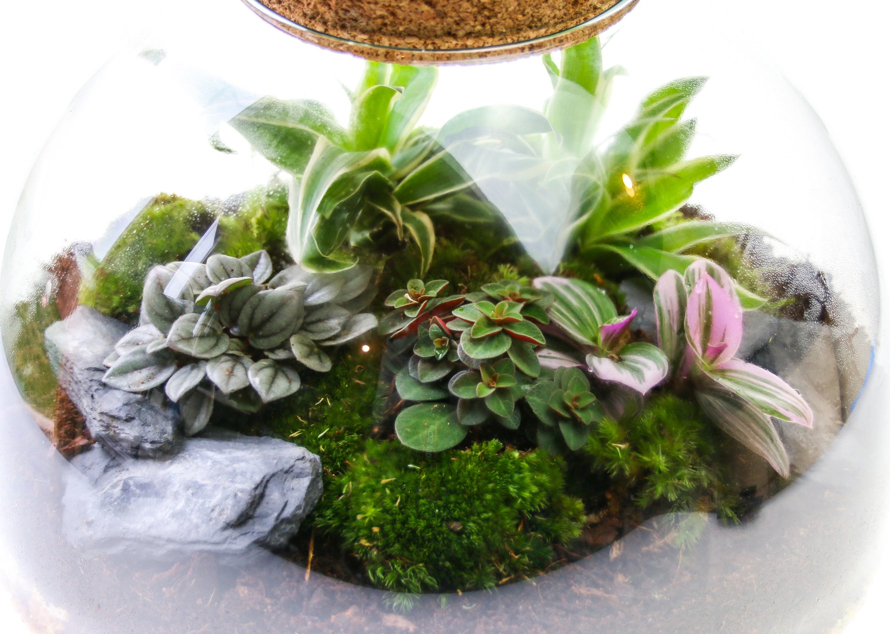 Large Glass Domed Terrarium with Cork Lid, Terrarium Kit with Plants ...