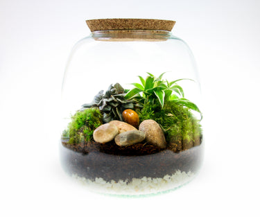 Small 4 Litre Curvy Corked Terrarium Kit with Real Plants, Moss ...