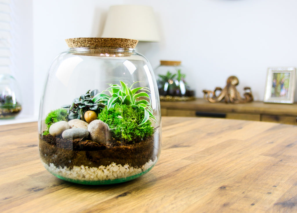 Small 4 Litre Curvy Corked Terrarium Kit with Real Plants, Moss ...