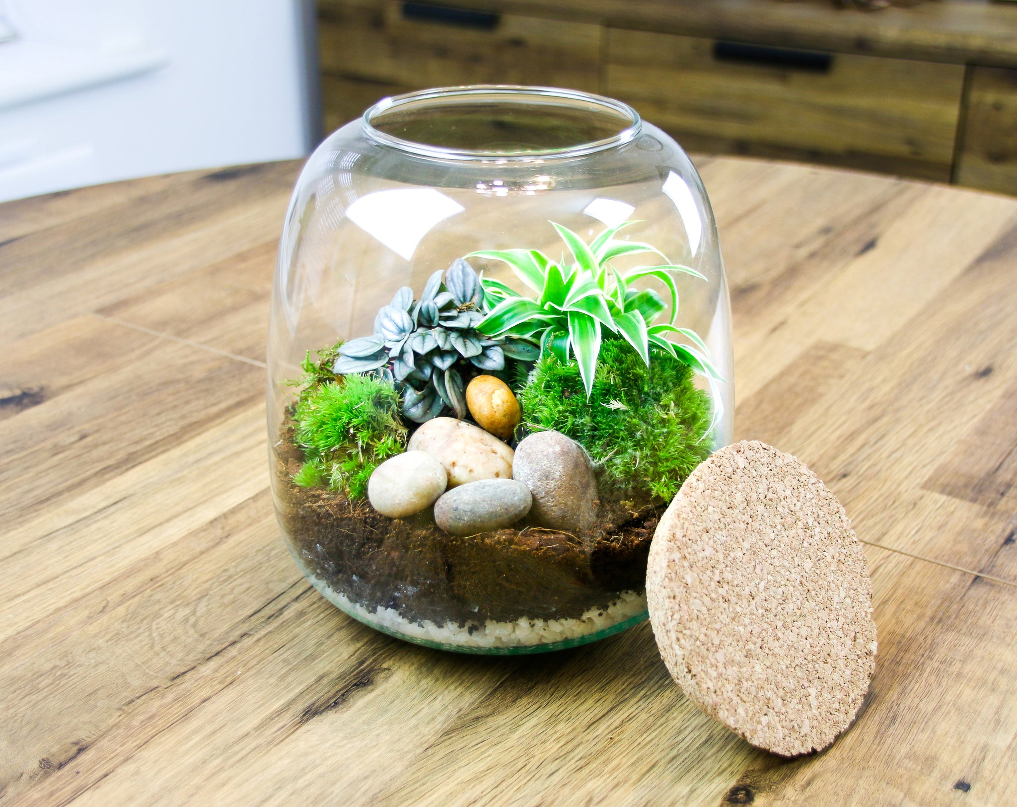 Small 4 Litre Curvy Corked Terrarium Kit with Real Plants, Moss ...