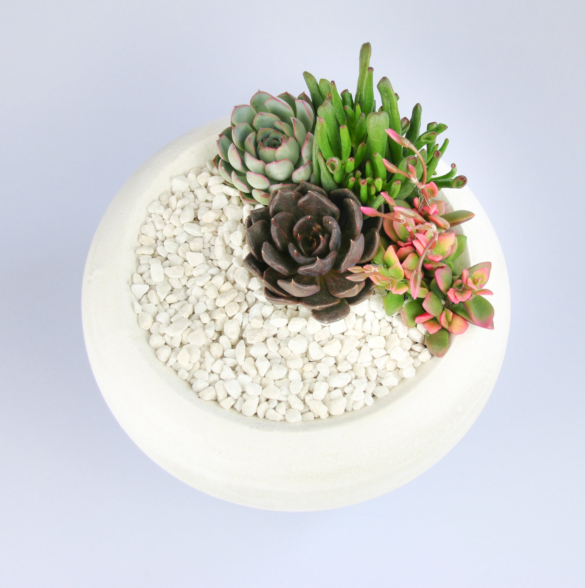 Indoor Succulent Planter Kit in White Ceramic Bowl – The Art of Succulents