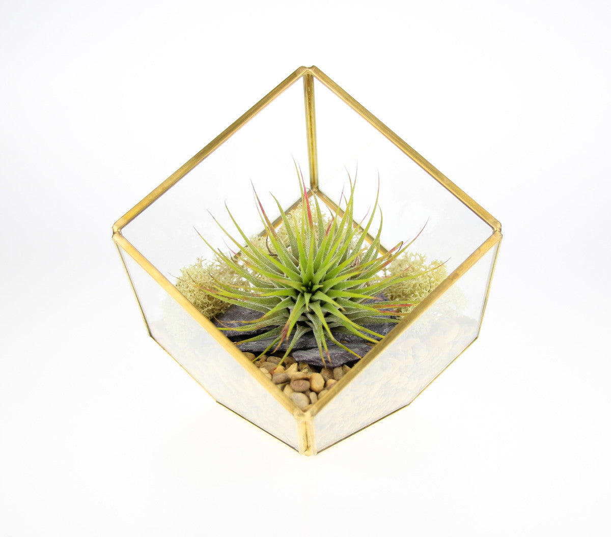 Square Geometric Terrarium Kit with Tillandsia Air Plant – The Art of ...