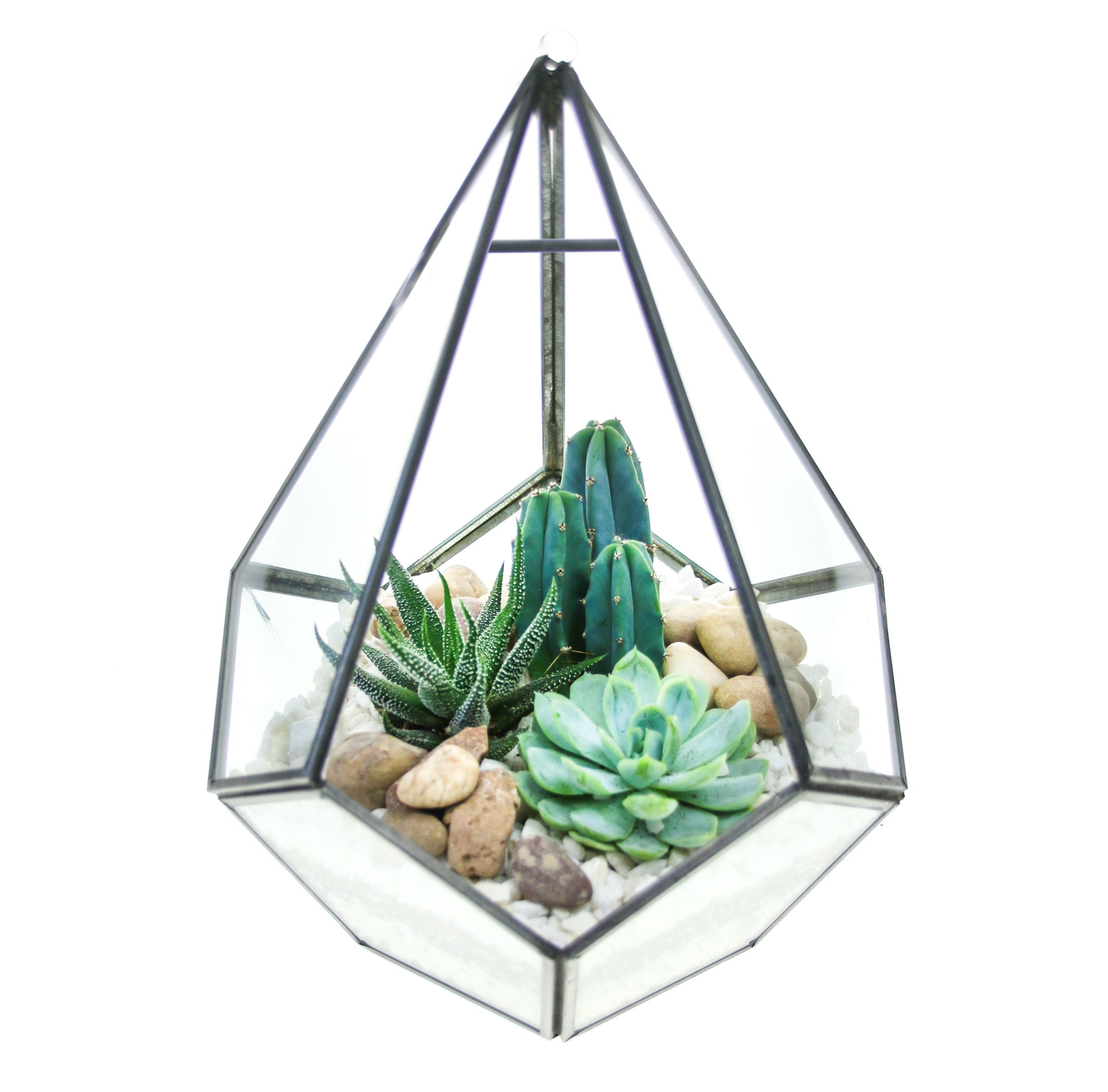 Small Five Sided Diamond Terrarium with Cactus and Succulent Mix – The ...