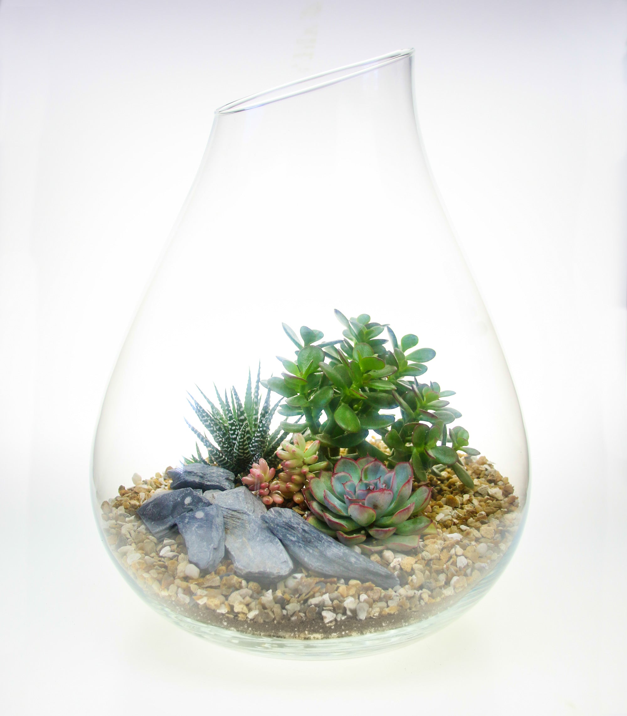 The Teardrop - Extra Large Glass Terrarium Kit with Living Succulent ...