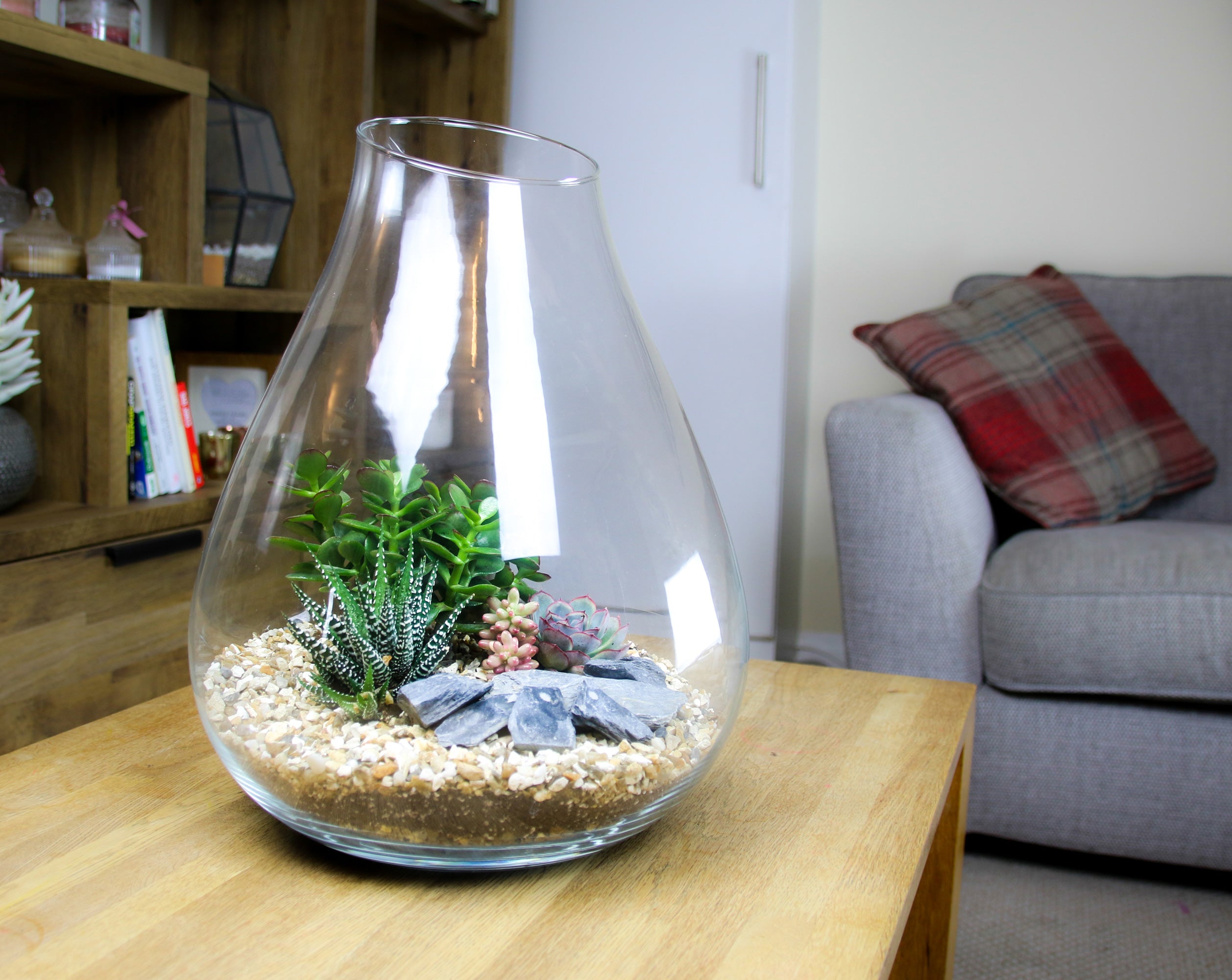 The Teardrop - Extra Large Glass Terrarium Kit with Living Succulent ...