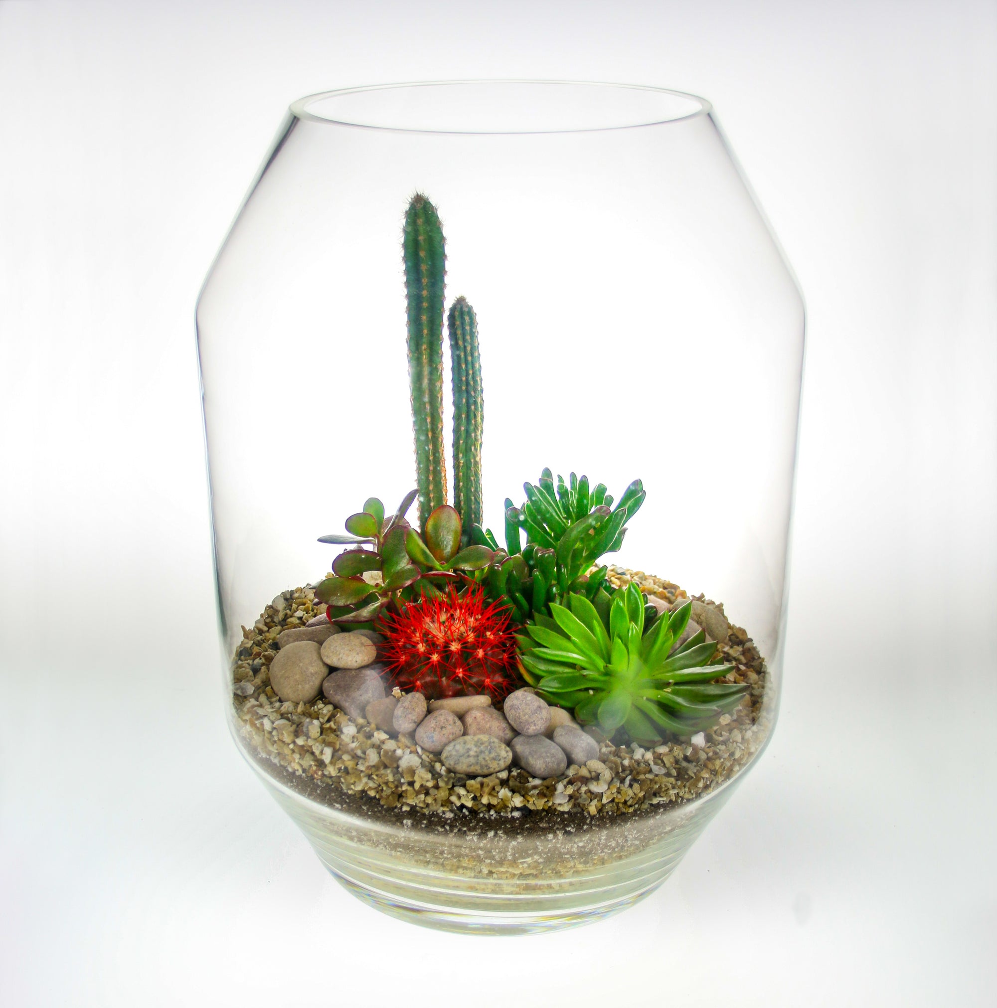 Extra Large Contemporary Glass Terrarium with Living Succulents & Cact ...