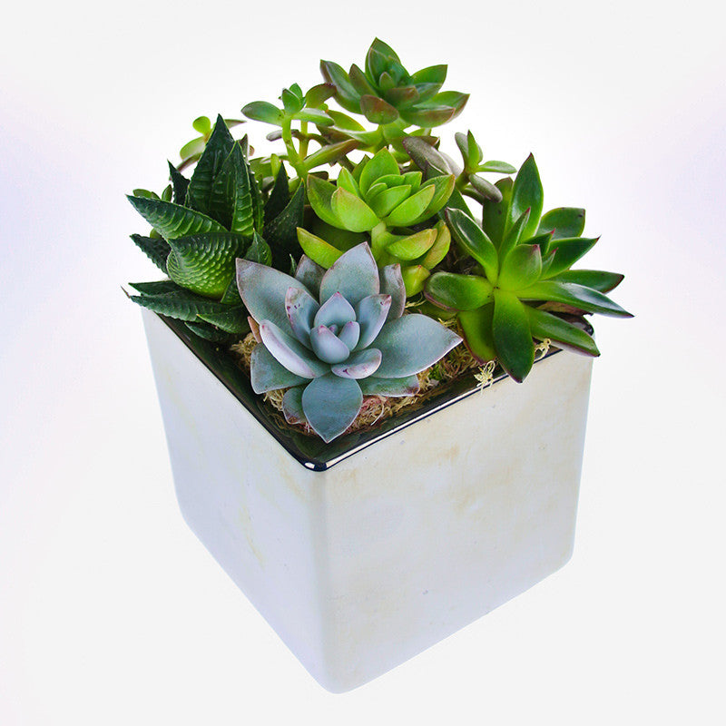 Succulent Indoor Planter Kit in Mirror Cube Planter – The Art of Succulents